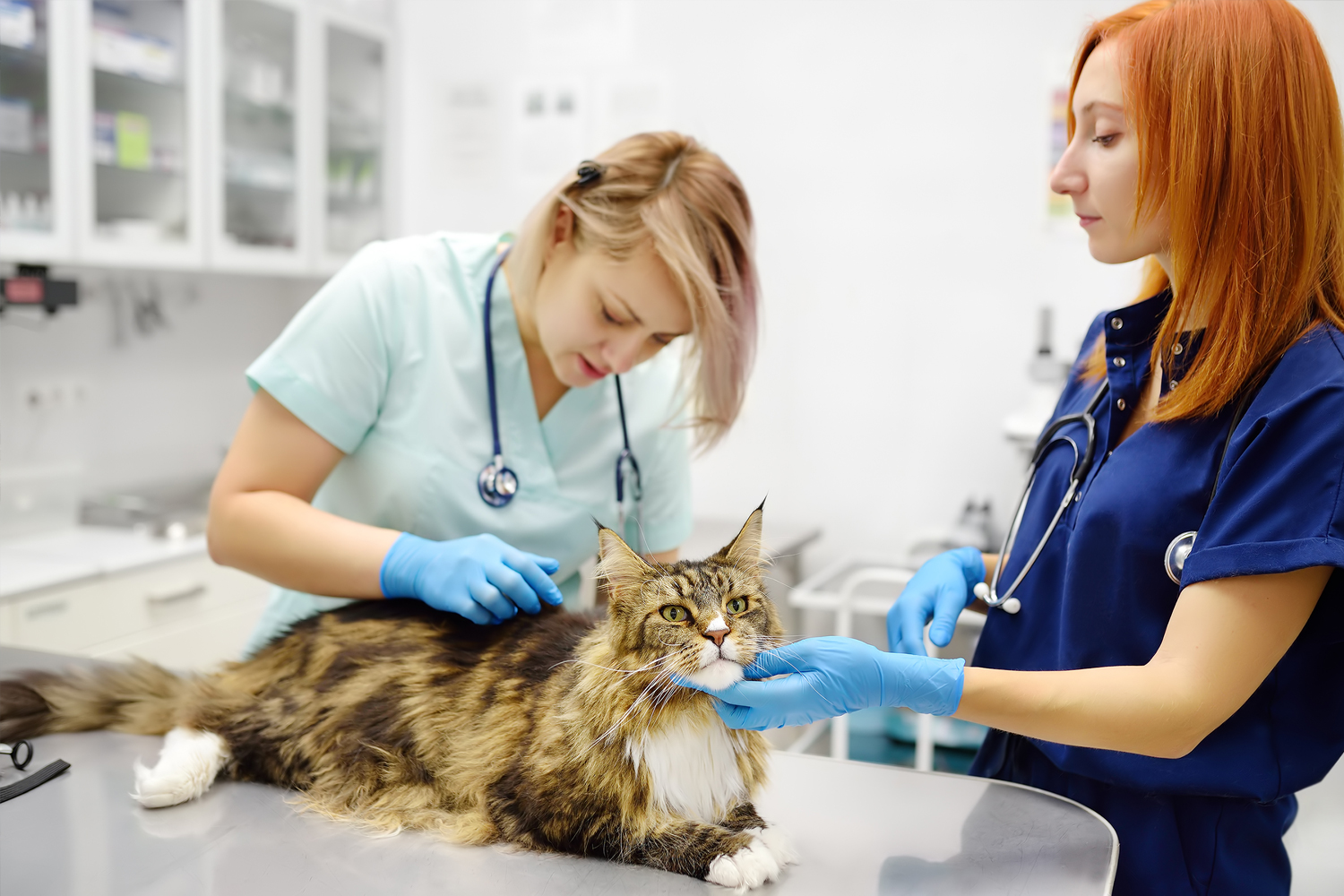 The Importance of Parasite Screening and Prevention for Your Pet ...